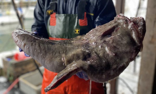 What is Monkfish? The Poor Man's Lobster and Lobster Substitute – Luke ...